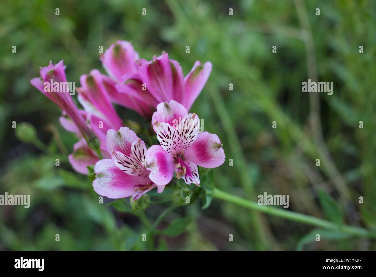 Alstroemeria flowers at Luther Burbank Home and Gardens in Santa Rosa ...