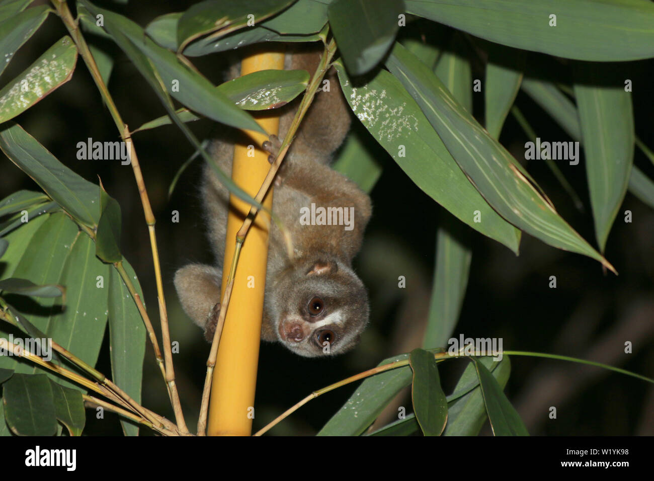 Sunda Slow Loris Stock Photo - Alamy
