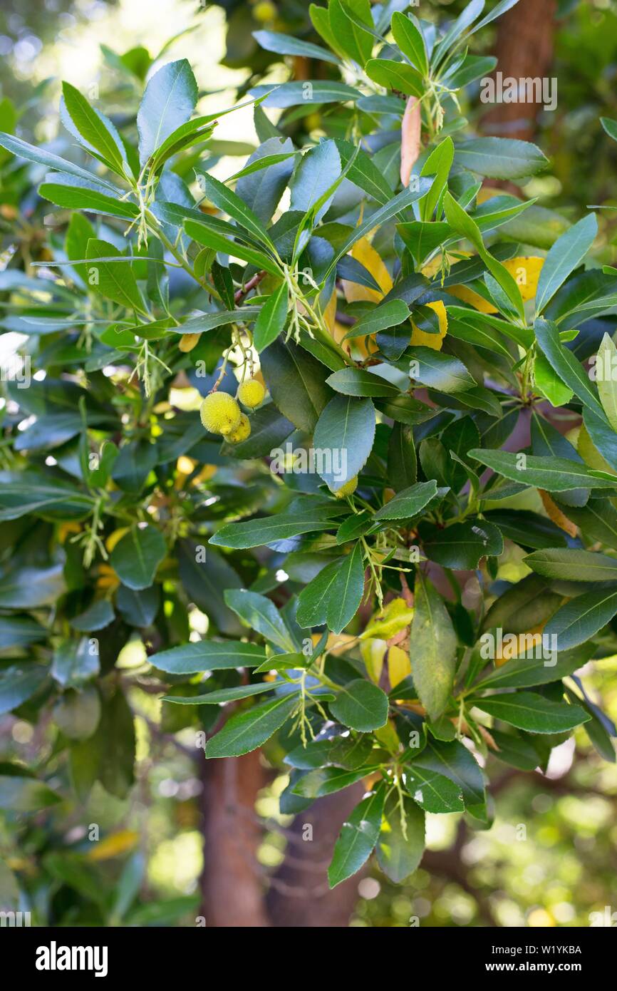 Arbutus unedo strawberry tree hi-res stock photography and images - Alamy