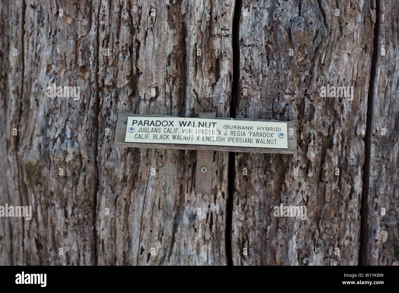 Paradox tree hi-res stock photography and images - Alamy