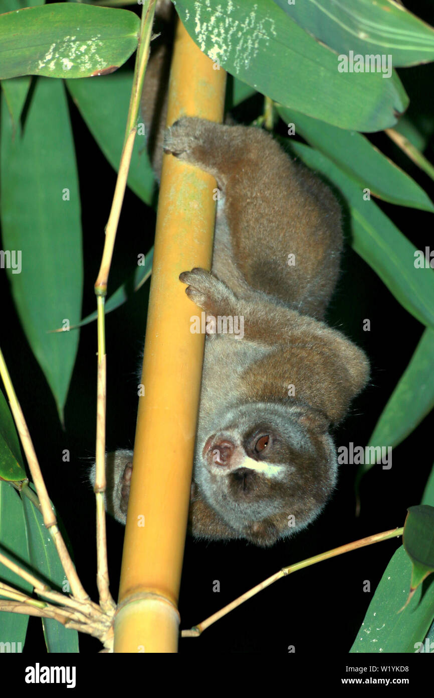 Sunda Slow Loris Stock Photo - Alamy