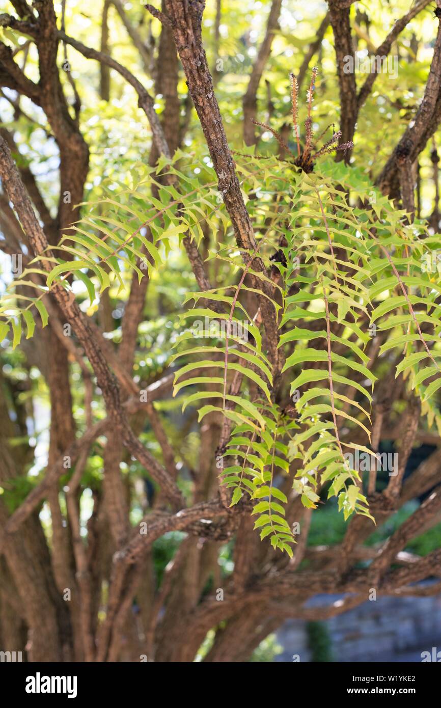 Burmese mahonia hi-res stock photography and images - Alamy