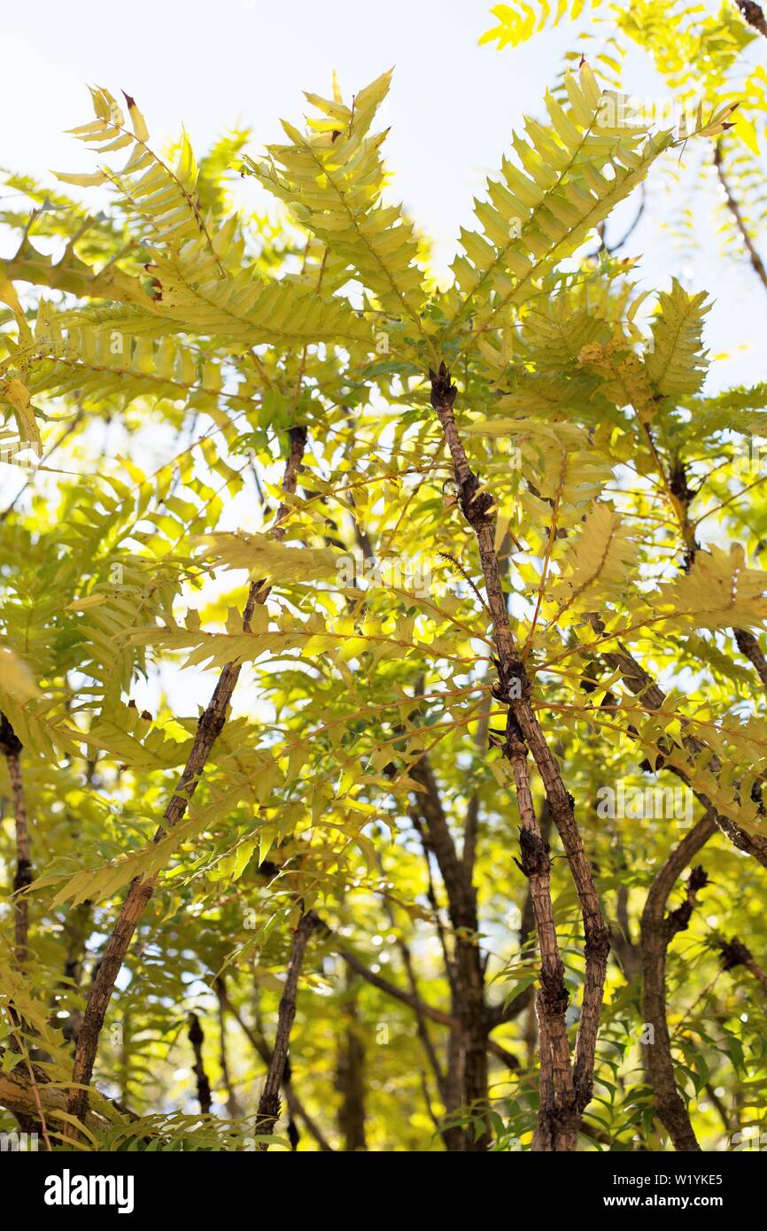 Mahonia lomaria hi-res stock photography and images - Alamy