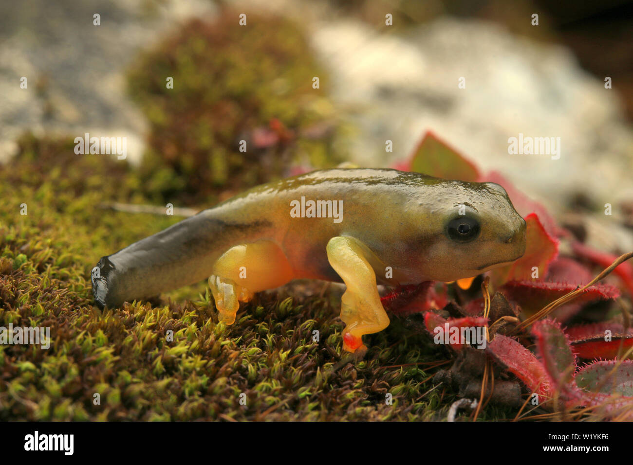 Baby Twin-Spotted Flying Frog (Rhacophorus bipunctatus Stock Photo - Alamy