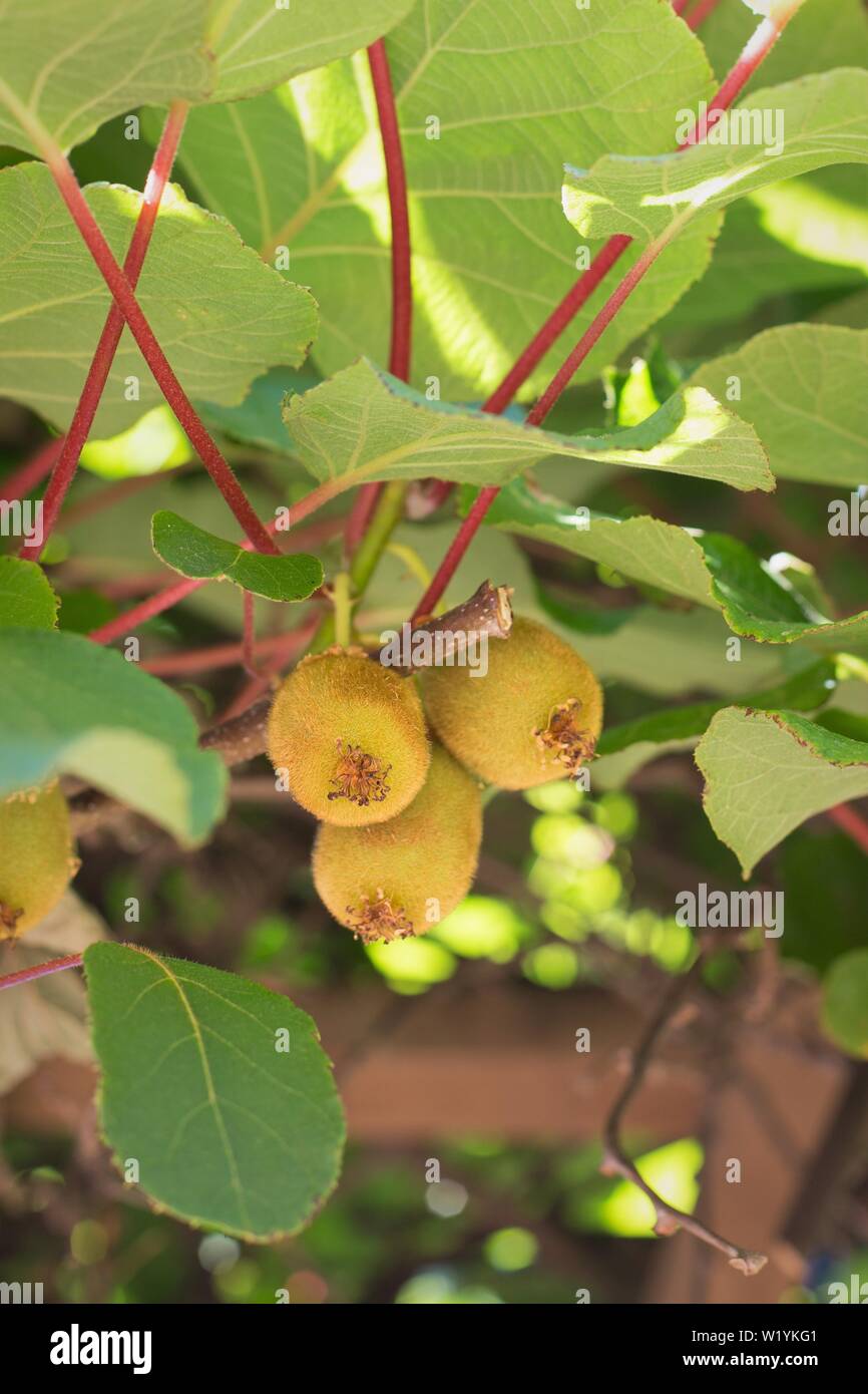 ACTINIDIA deliciosa 'Hayward' - female kiwi plant - at Luther Burbank ...