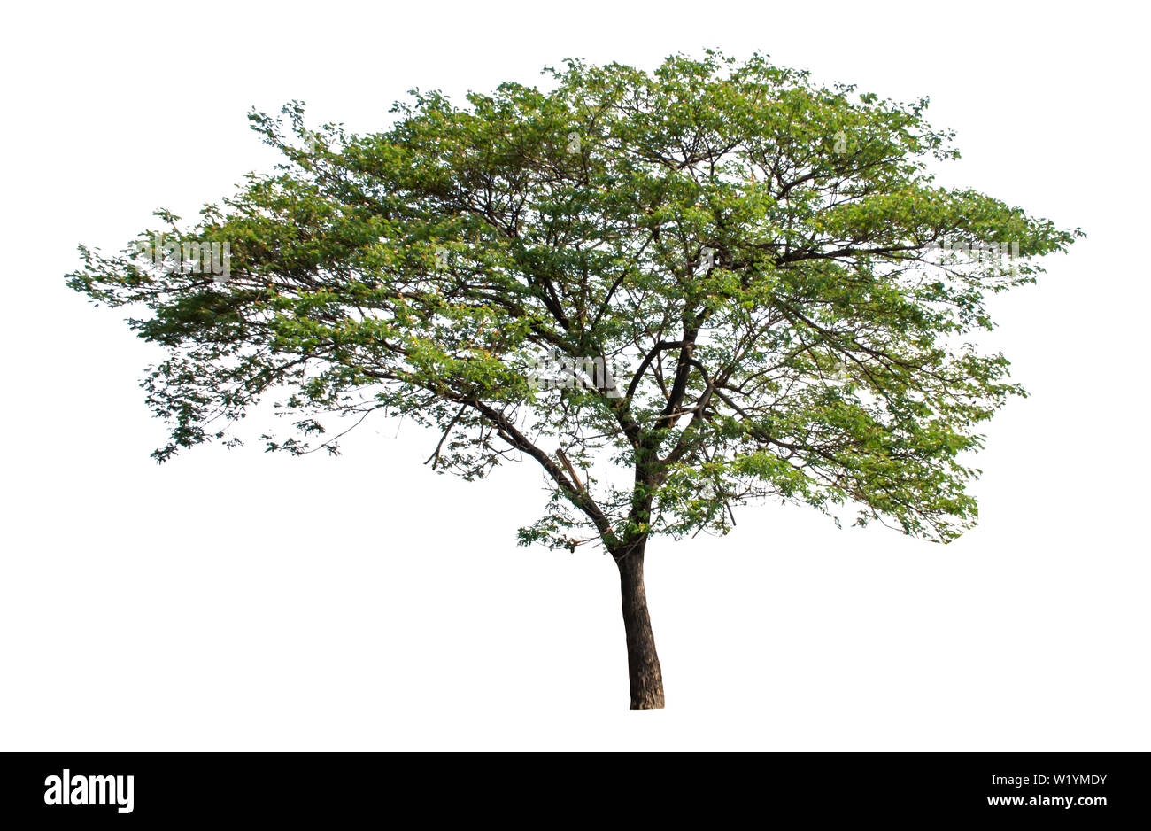 Isolated Bright green tree on a white background with clipping path ...