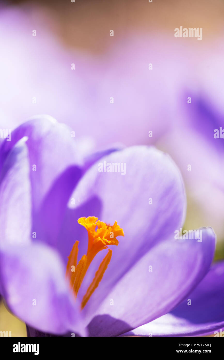 Lawn crocus garden hi-res stock photography and images - Alamy