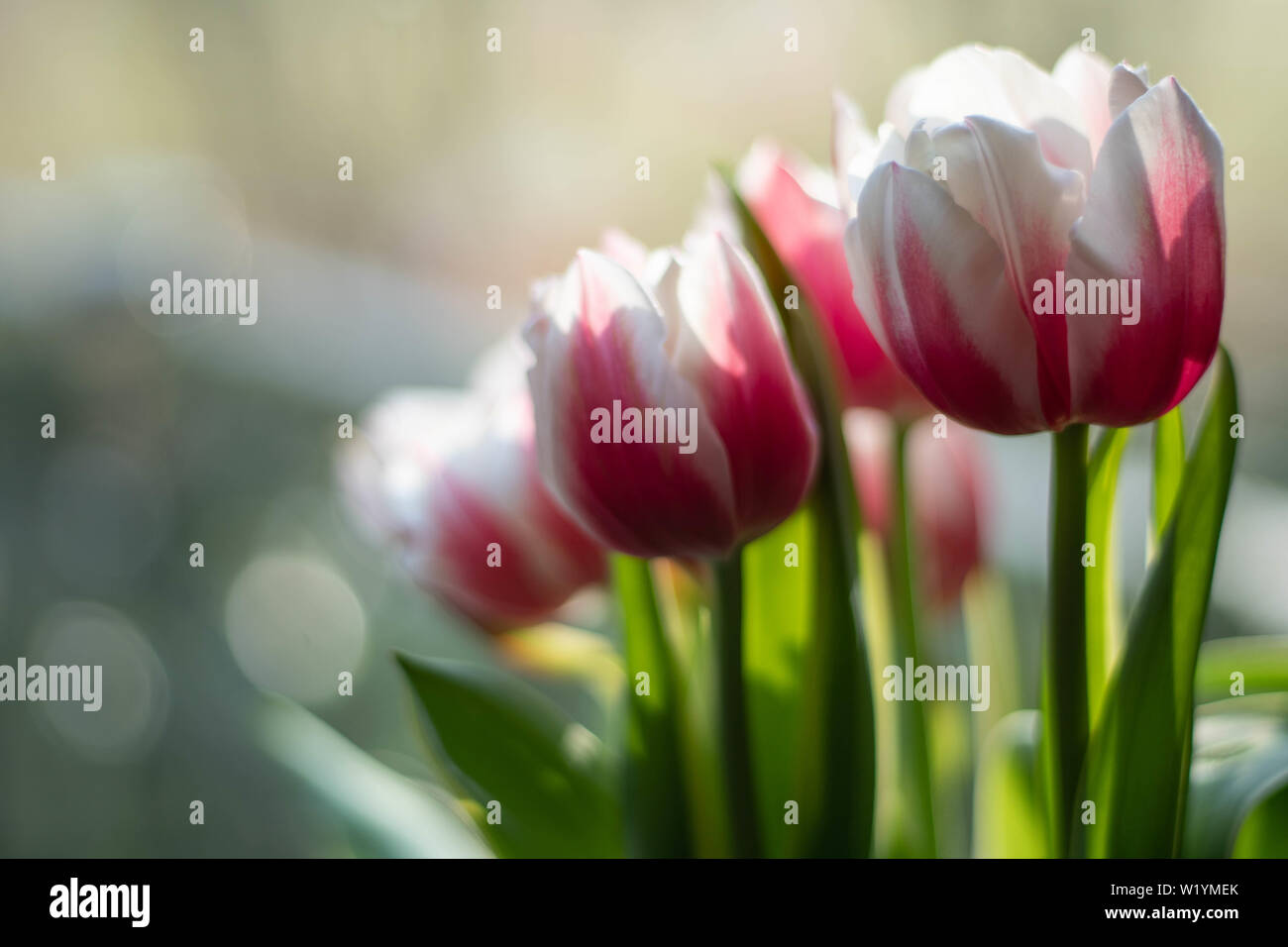 Tulip flower power hi-res stock photography and images - Alamy