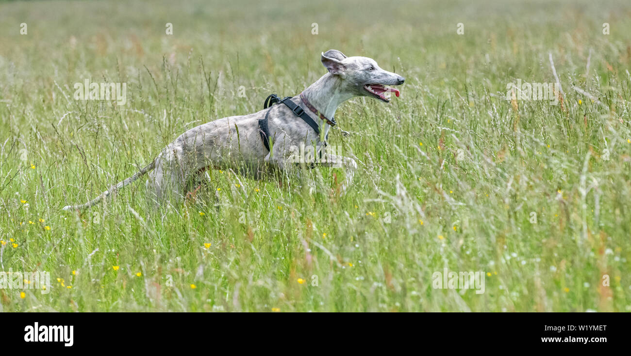 Whippet running hi-res stock photography and images - Alamy