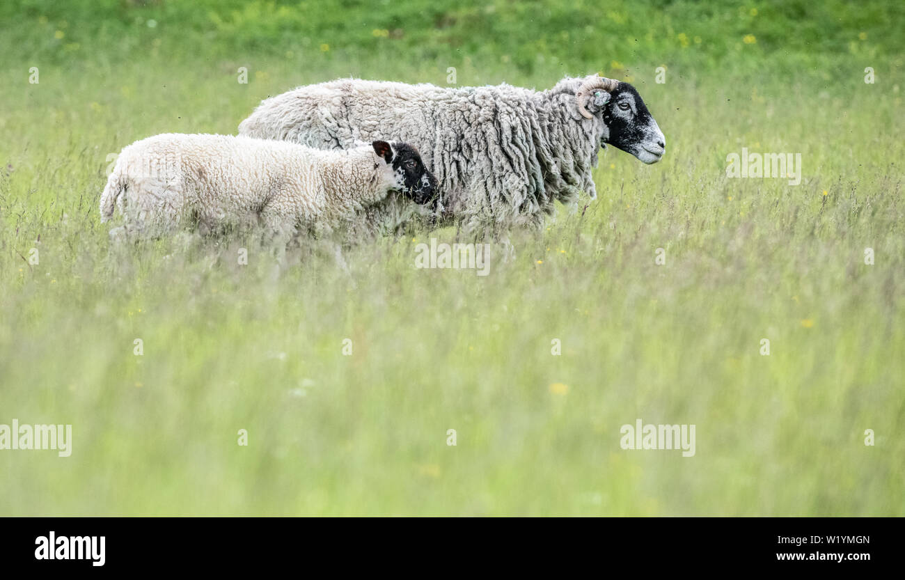 Female lamb hi-res stock photography and images - Alamy