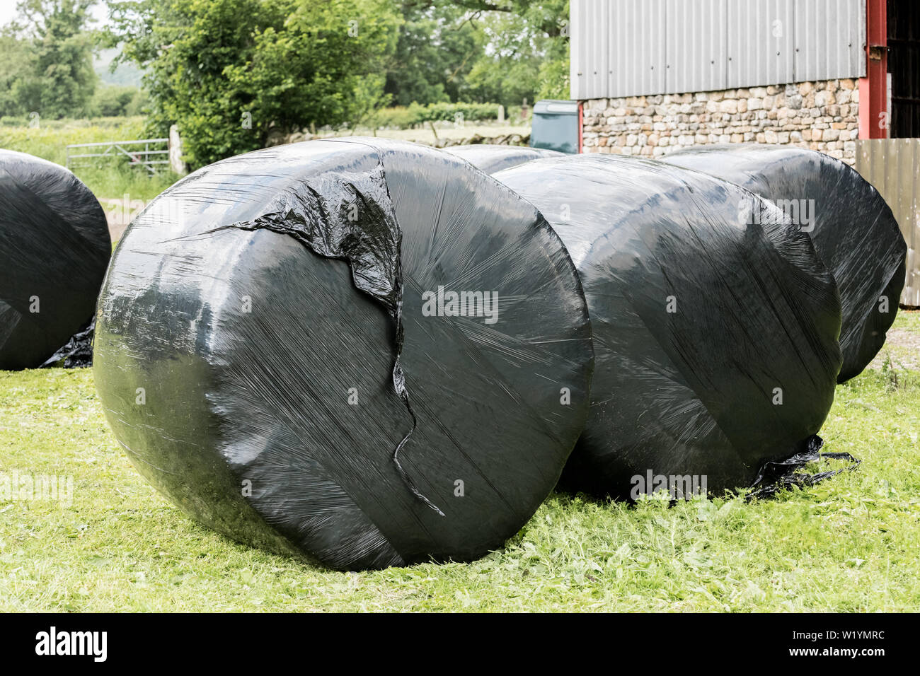 Fresh cut hay wrapped with black plastic film Stock Photo - Alamy