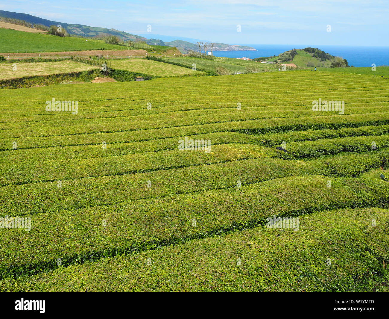 Chá Gorreana tea plantation, São Miguel Island, Azores, Açores Stock ...