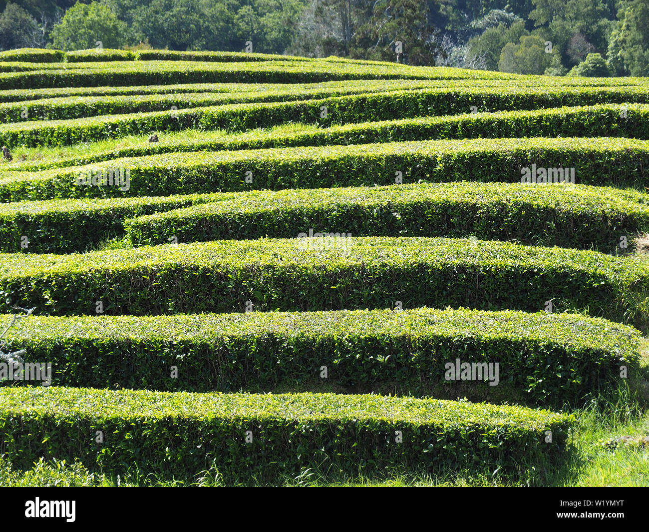 Chá Gorreana tea plantation, São Miguel Island, Azores, Açores Stock ...