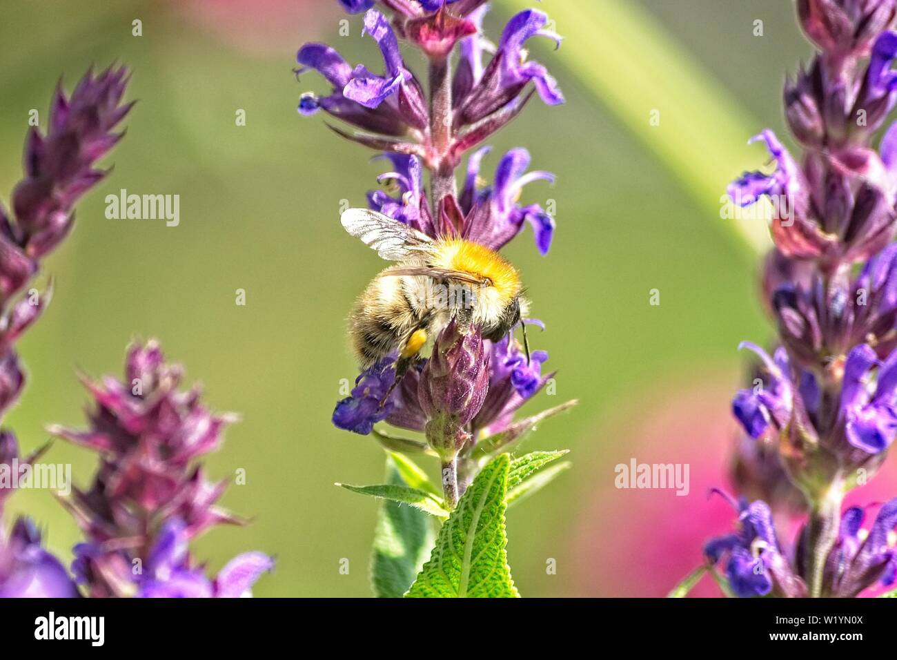 Honeybee and salvia hi-res stock photography and images - Alamy