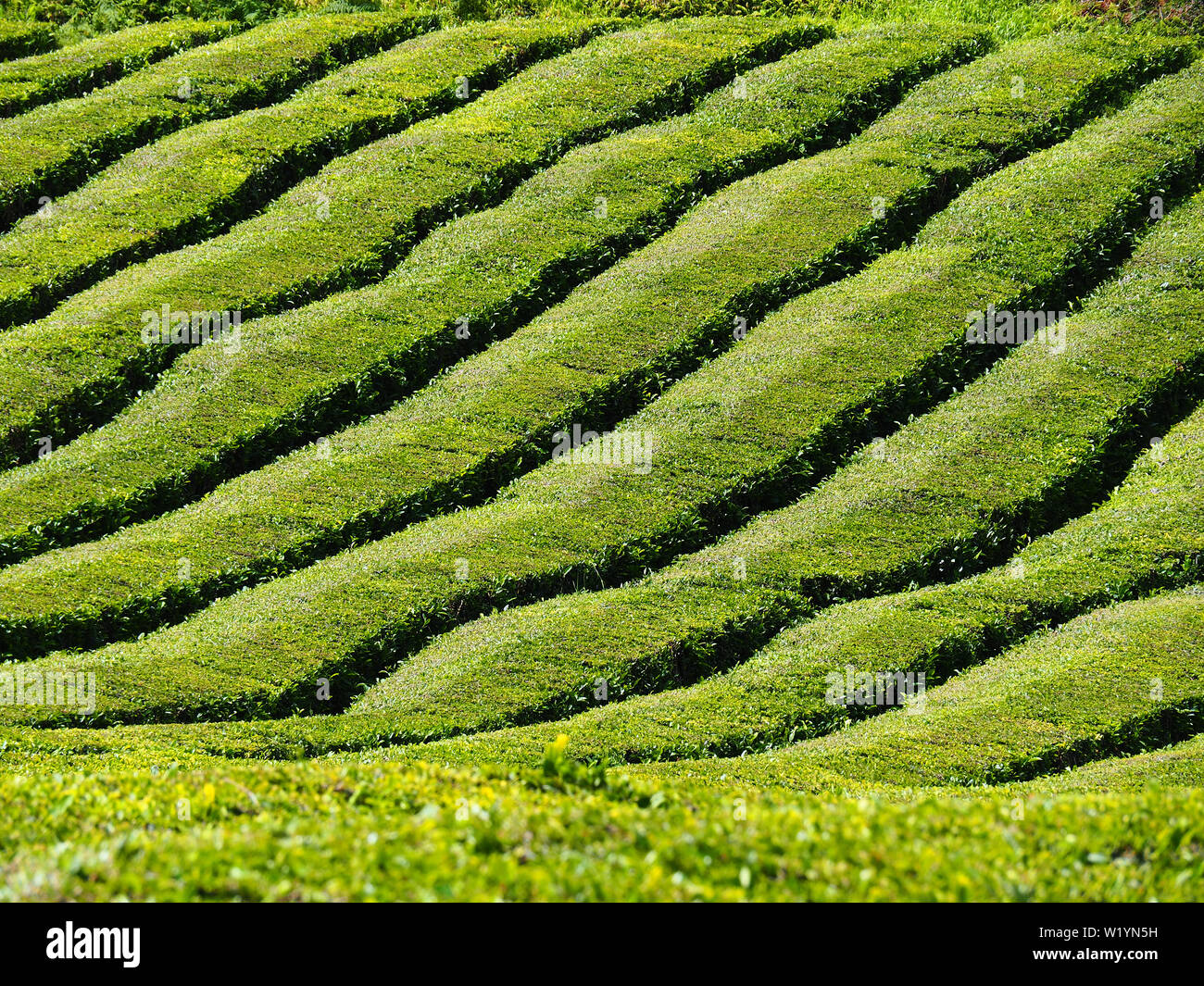 Tea shrub portugal plantation hi-res stock photography and images - Alamy