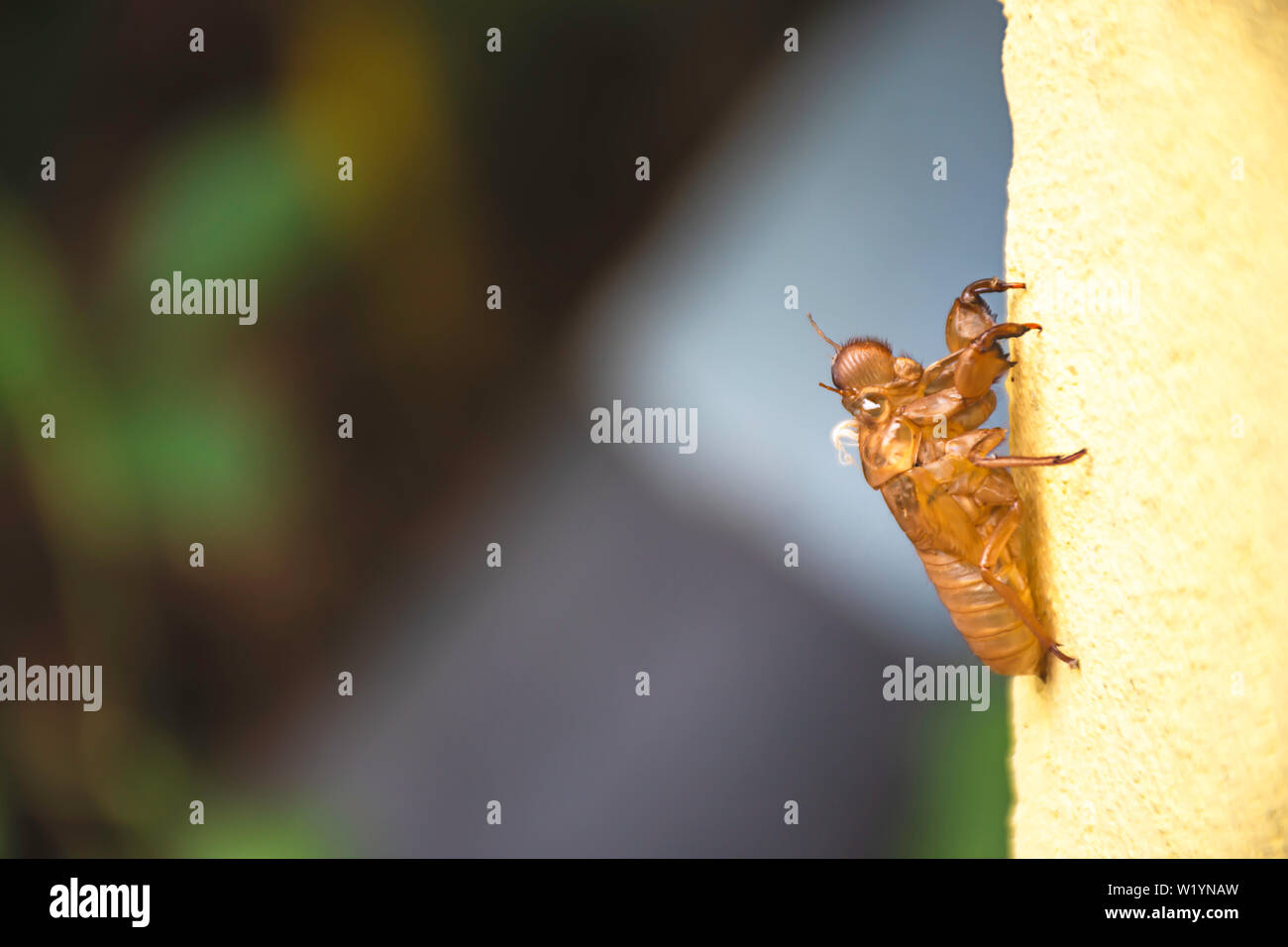 The shell of the cicada shed their skin on yellow wall Background ...