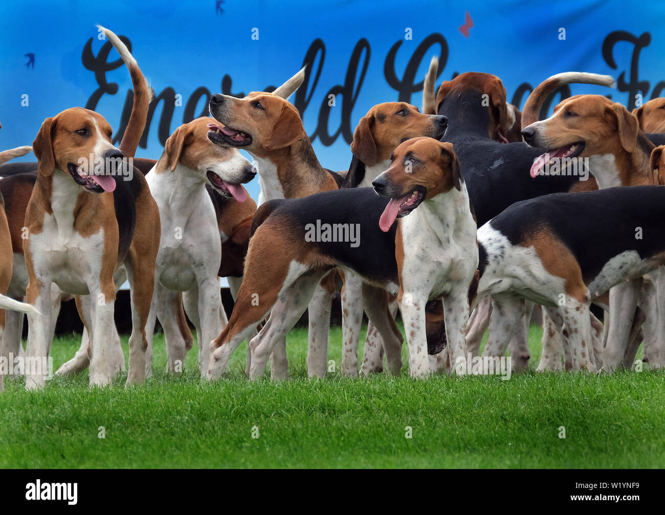 Fox hounds on parade for the public at a show Stock Photo - Alamy