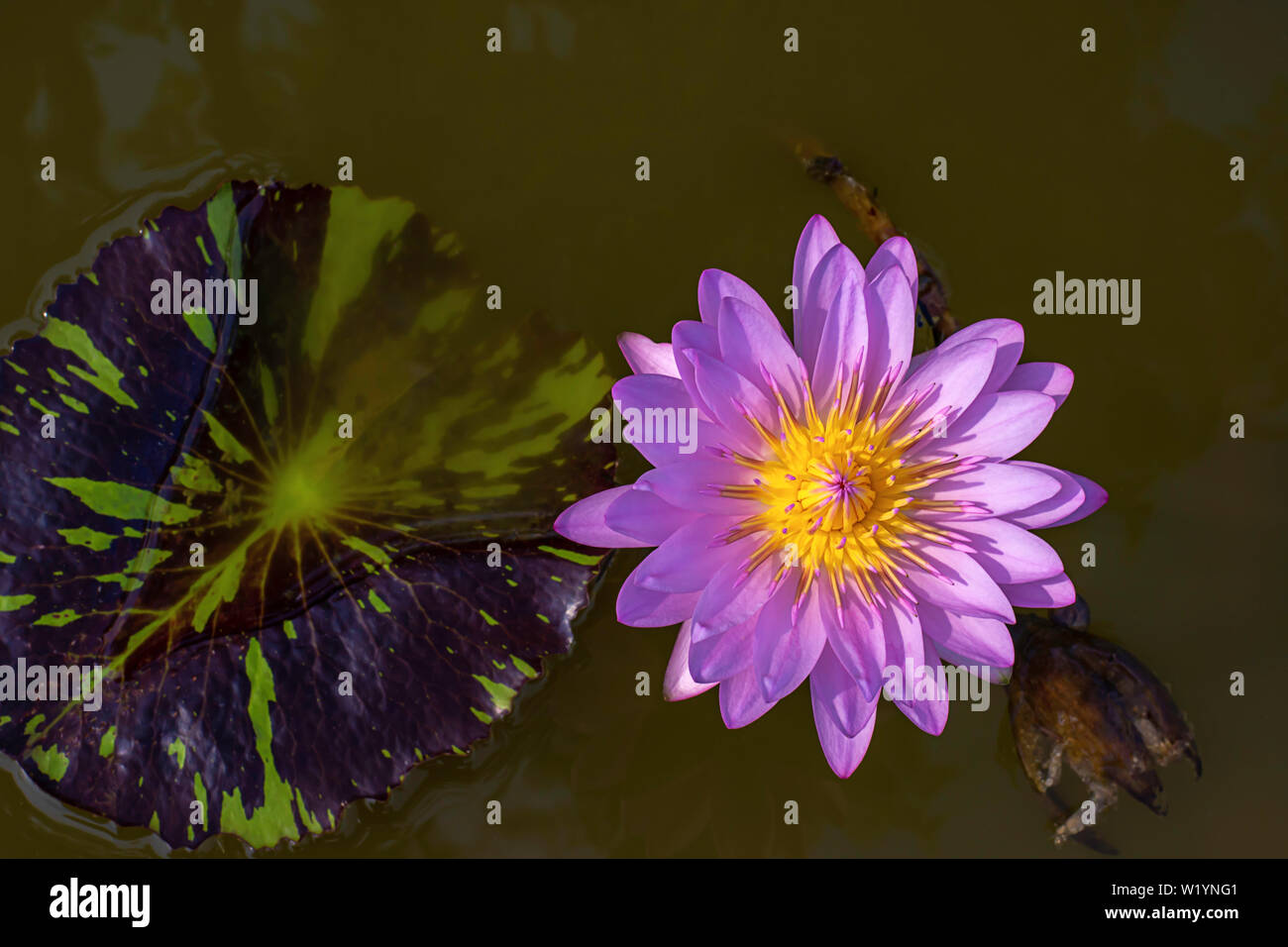 Lotus flower shadow hi-res stock photography and images - Alamy