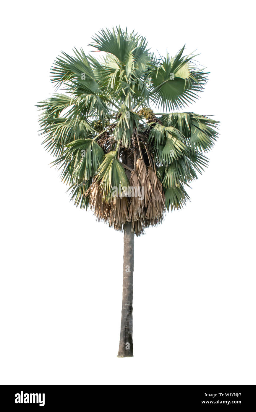 Isolated Palm trees on a white background with clipping path Stock ...