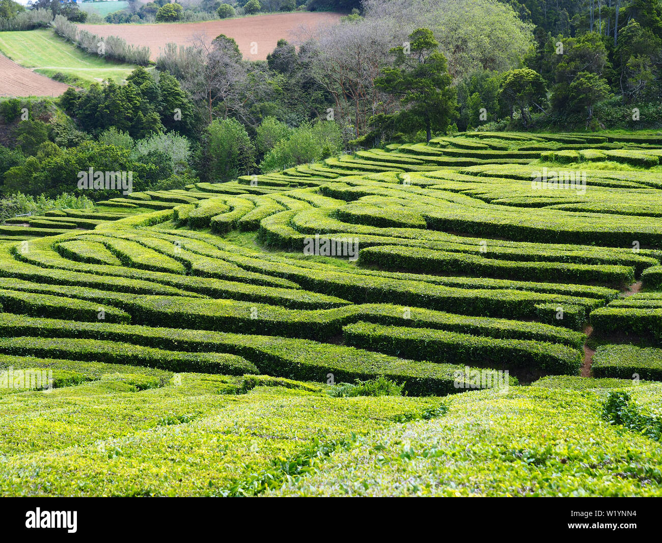 Chá Gorreana tea plantation, São Miguel Island, Azores, Açores Stock ...