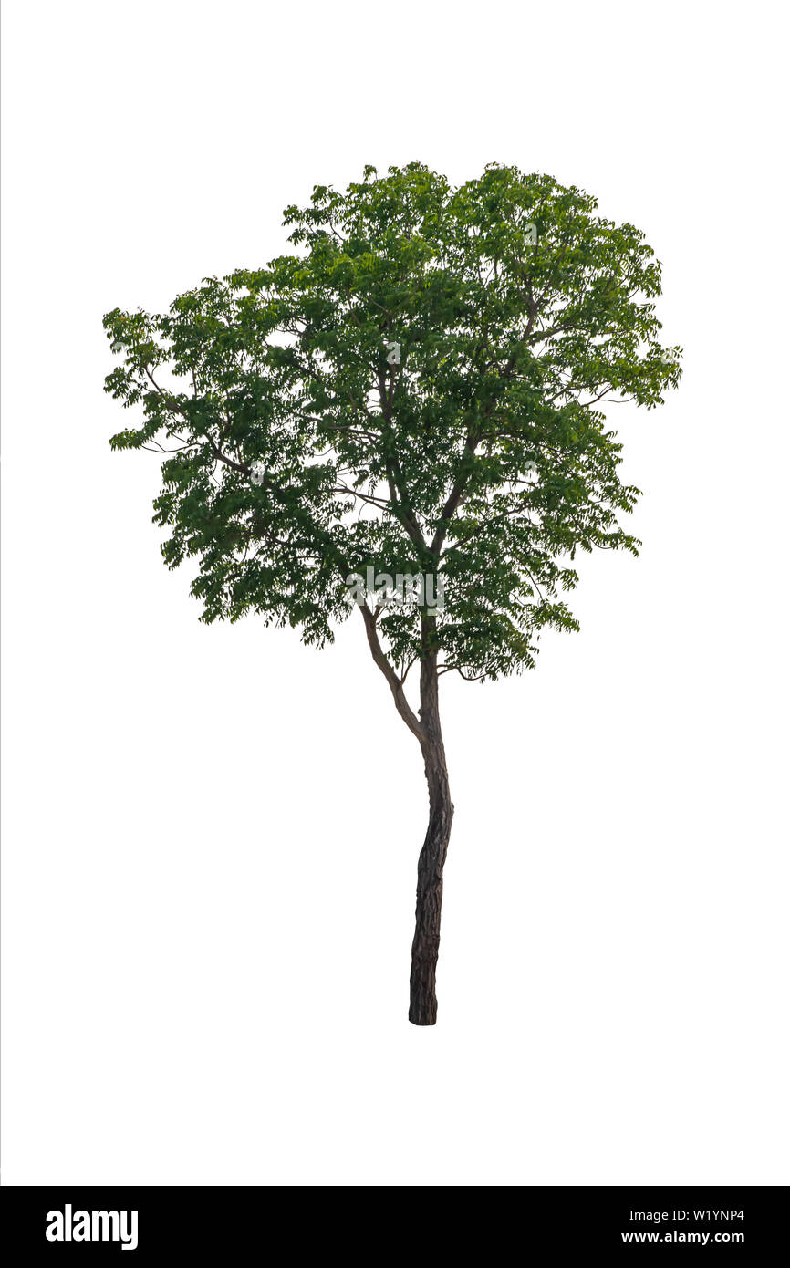 Isolated Bright green tree on a white background with clipping path ...