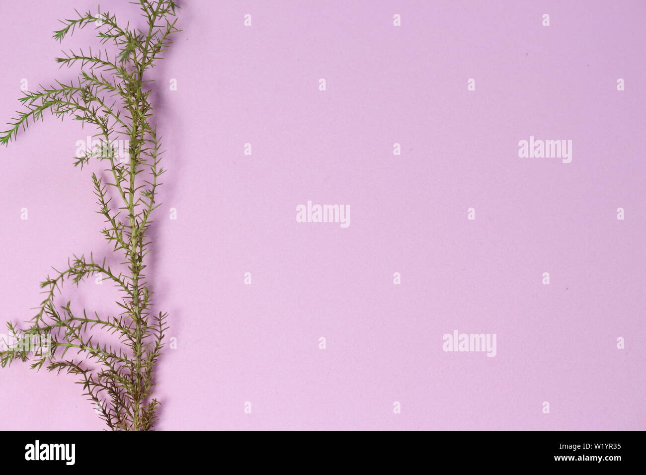 Branch on a millennial pink background with copy space for text. It ...