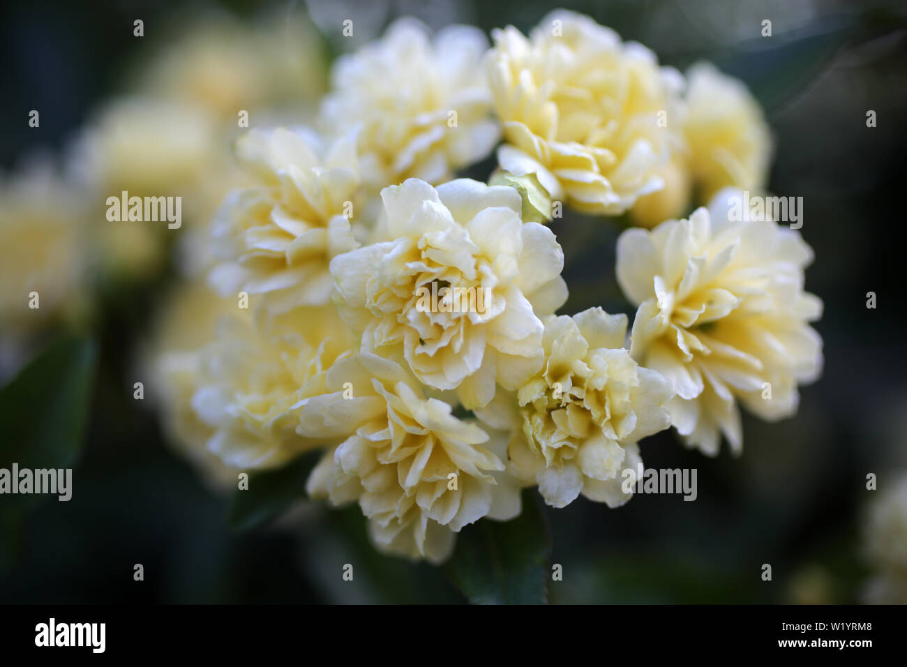 Rose Dorothea High Resolution Stock Photography and Images - Alamy