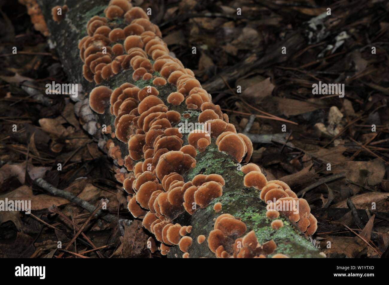 Invasion of the oyster mushrooms Stock Photo - Alamy