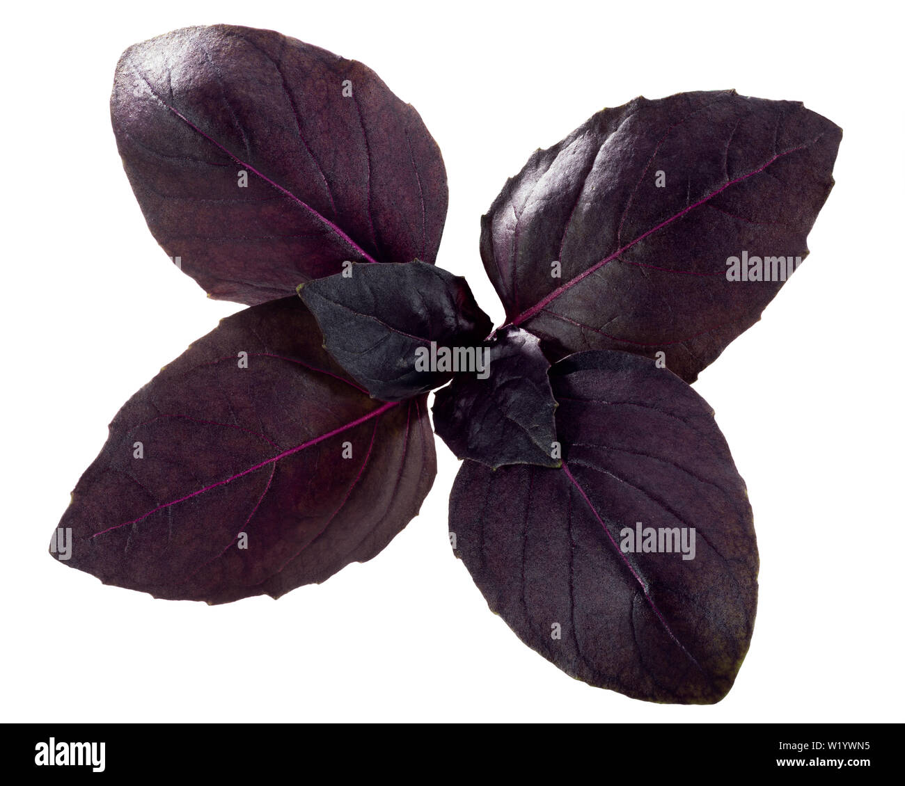 Purple Basil Ocimum Basilicum High Resolution Stock Photography and ...