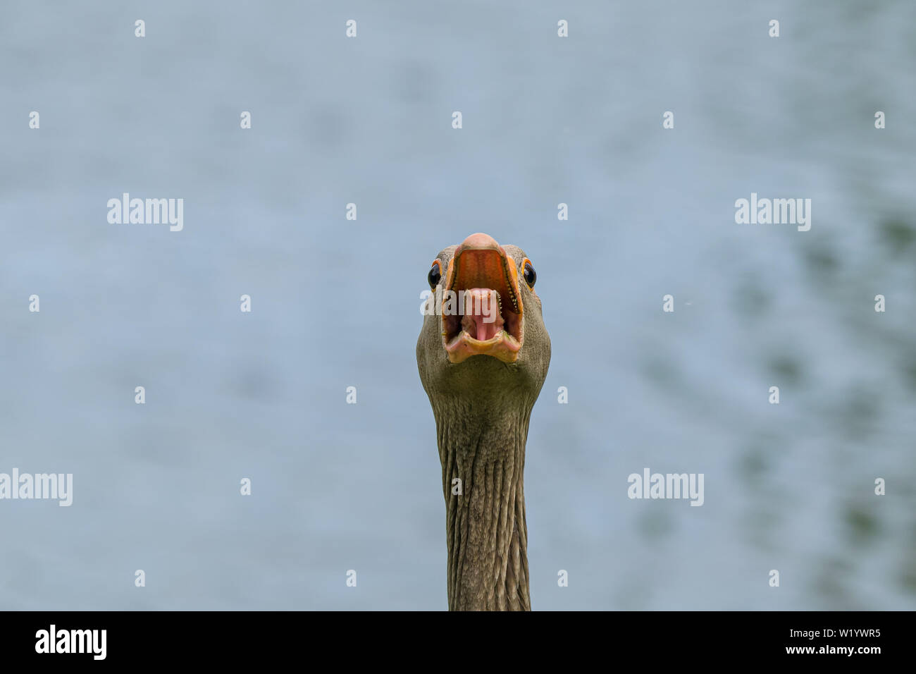 Angry greylag goose (anser anser Stock Photo - Alamy