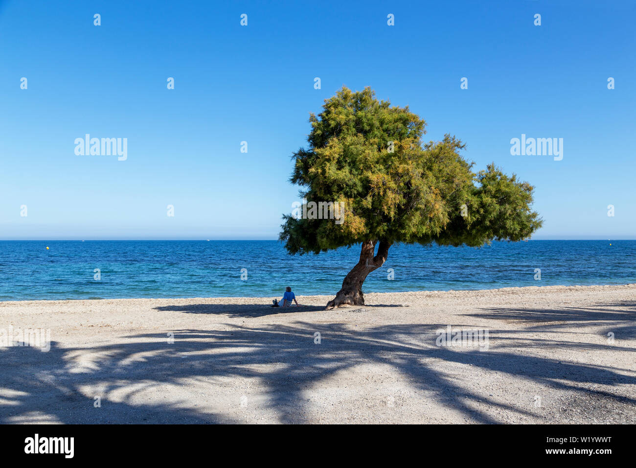 Man sitting under a palm tree hi-res stock photography and images - Alamy
