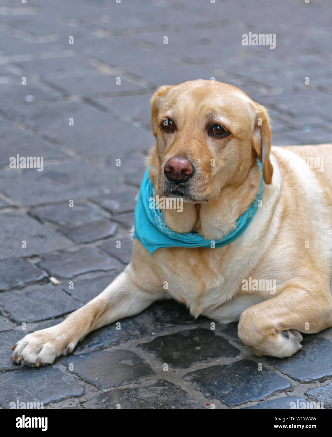 Old Yellow Labrador Dog With Bandana Laying at Cobblestones Stock Photo ...