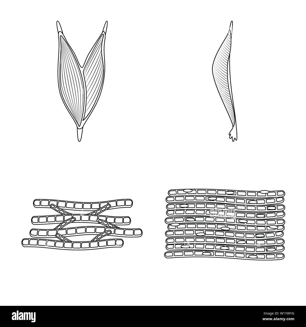 Vector design of fiber and muscular logo. Set of fiber and body stock ...
