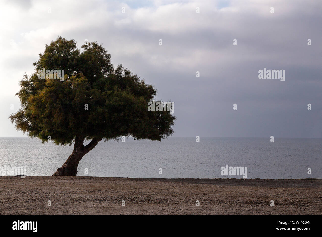 Body of tree hi-res stock photography and images - Alamy