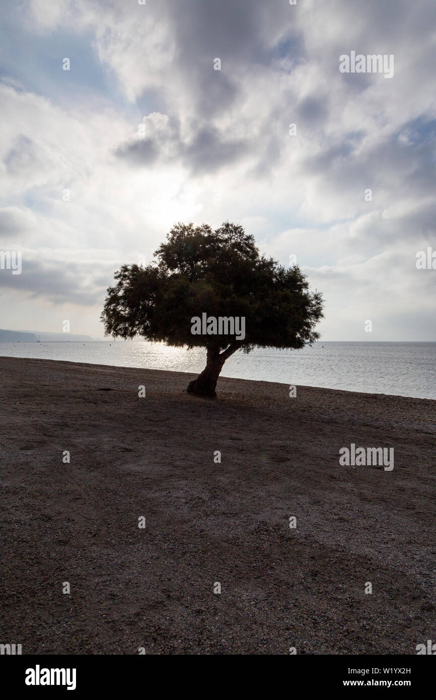 Body of tree hi-res stock photography and images - Alamy