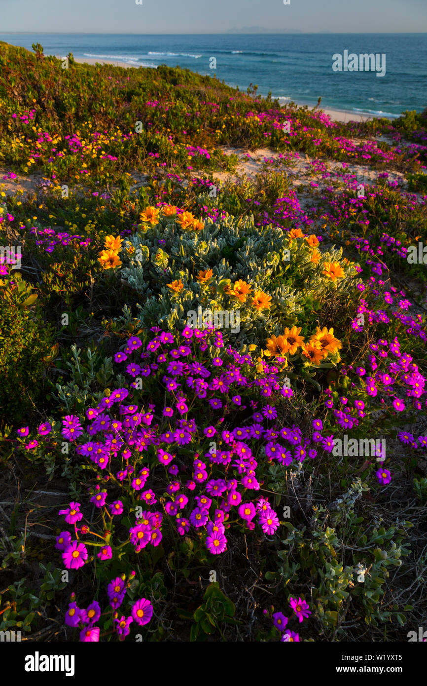 Wildflowers, Pearl Bay, Yzerfontein, Western Cape province, South ...