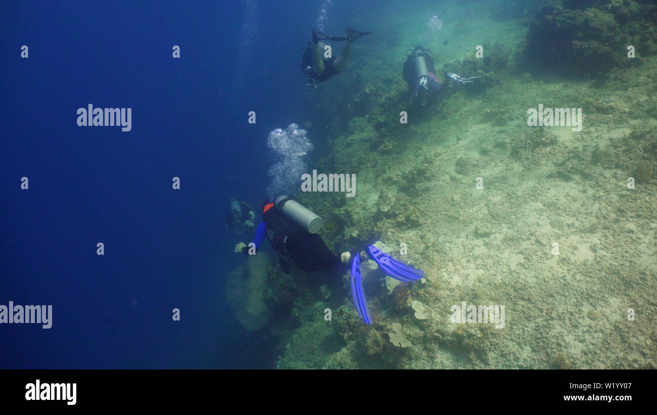 Scuba divers explores underwater coral reef and watching fish.Scuba ...