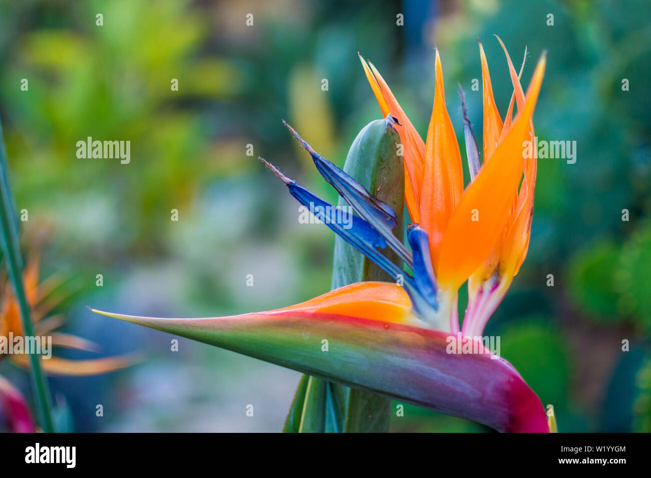 Exotic plants in botanical garden, Barcelona, Catalonia, Spain Stock ...