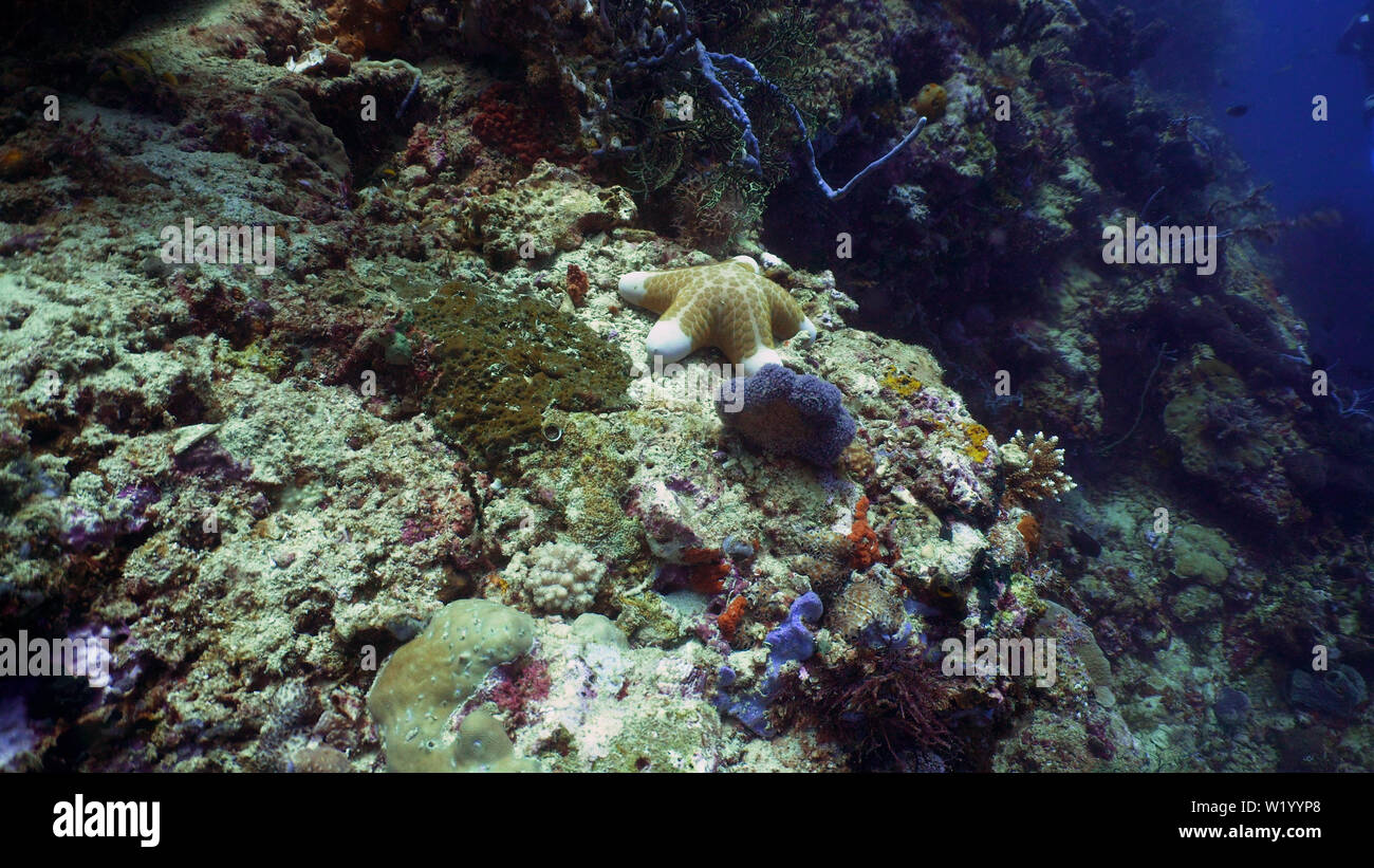 Deep Sea Starfish High Resolution Stock Photography and Images - Alamy