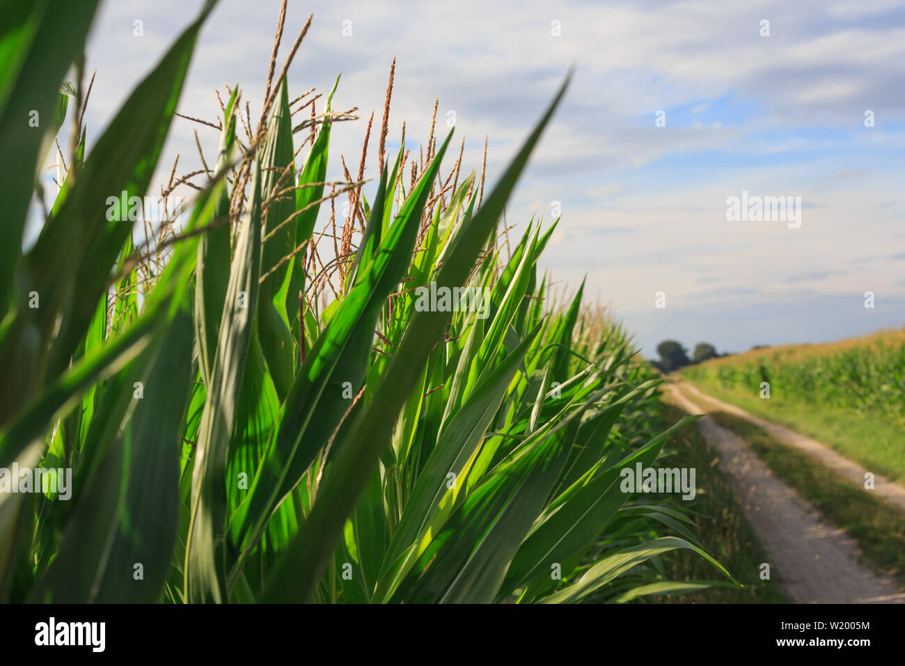 Corn field in countryside Stock Photo - Alamy