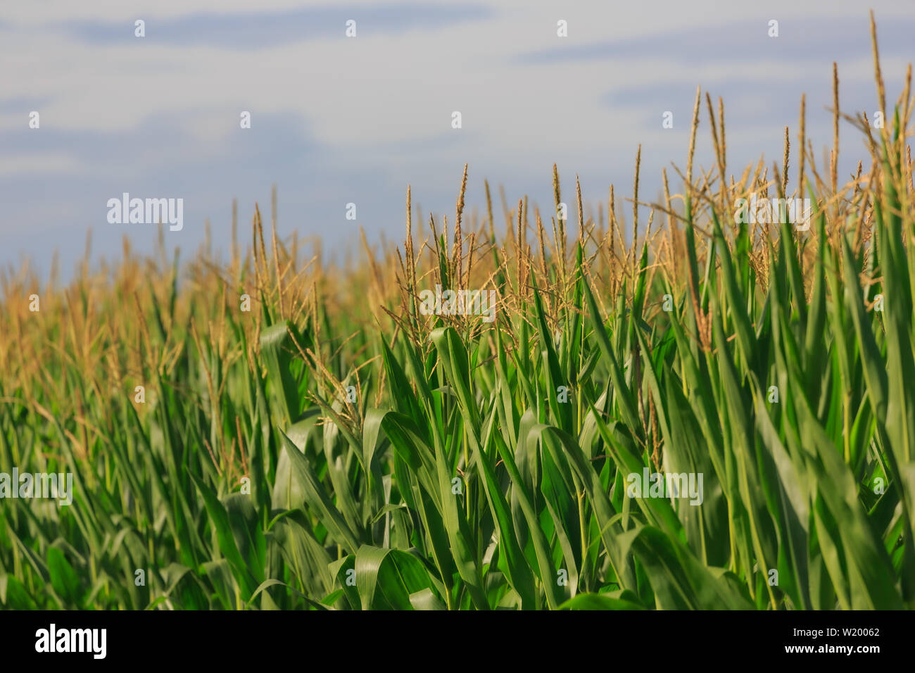 Corn field in countryside Stock Photo - Alamy