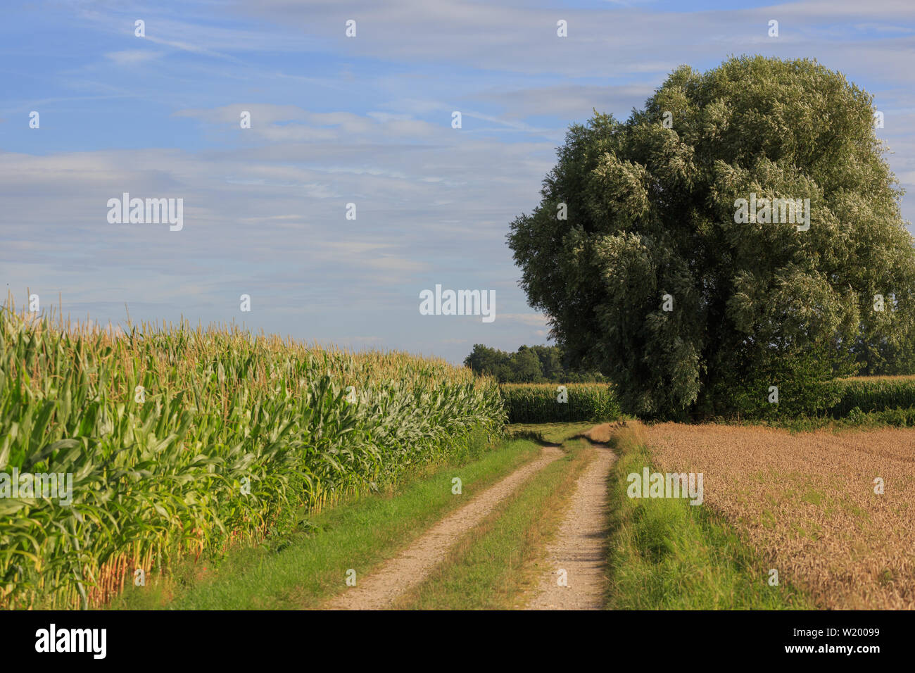 Corn field in countryside Stock Photo - Alamy