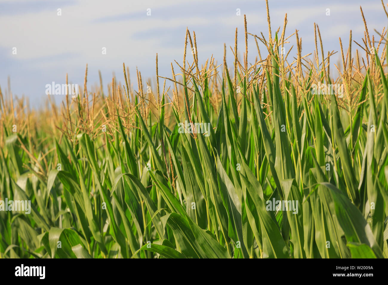 Corn field in countryside Stock Photo - Alamy