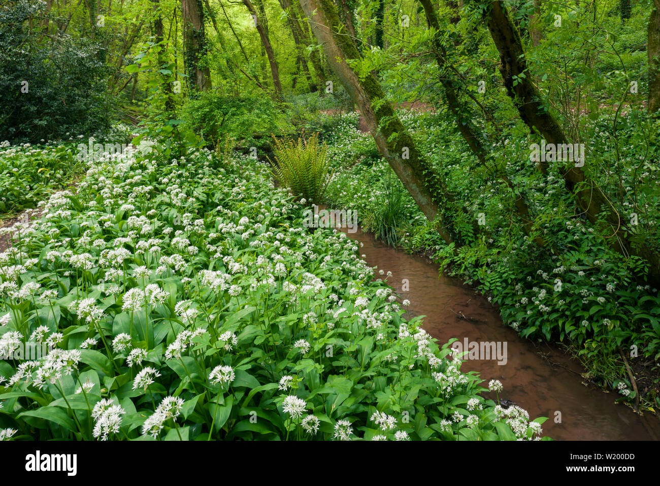 Ramsons or Wild Garlic (Allium ursinum) in spring at Paradise Bottom in ...
