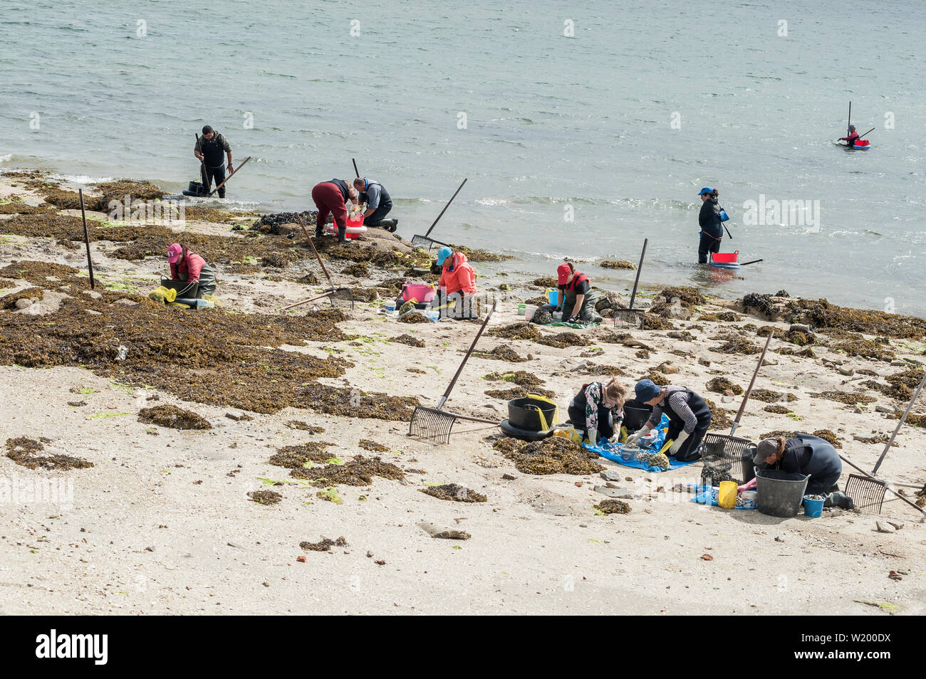 Collecting shellfish hi-res stock photography and images - Alamy