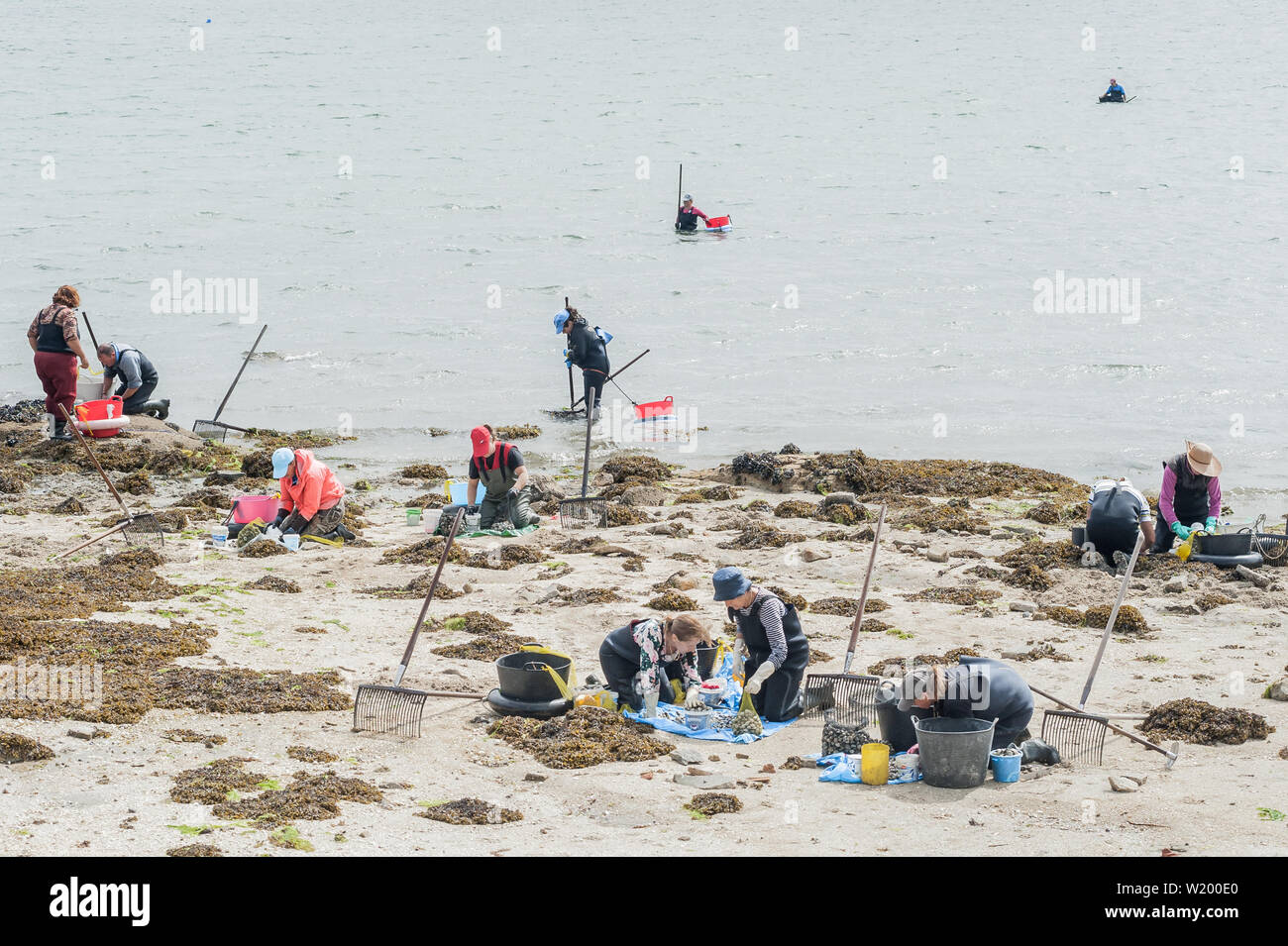 Collecting shellfish hi-res stock photography and images - Alamy
