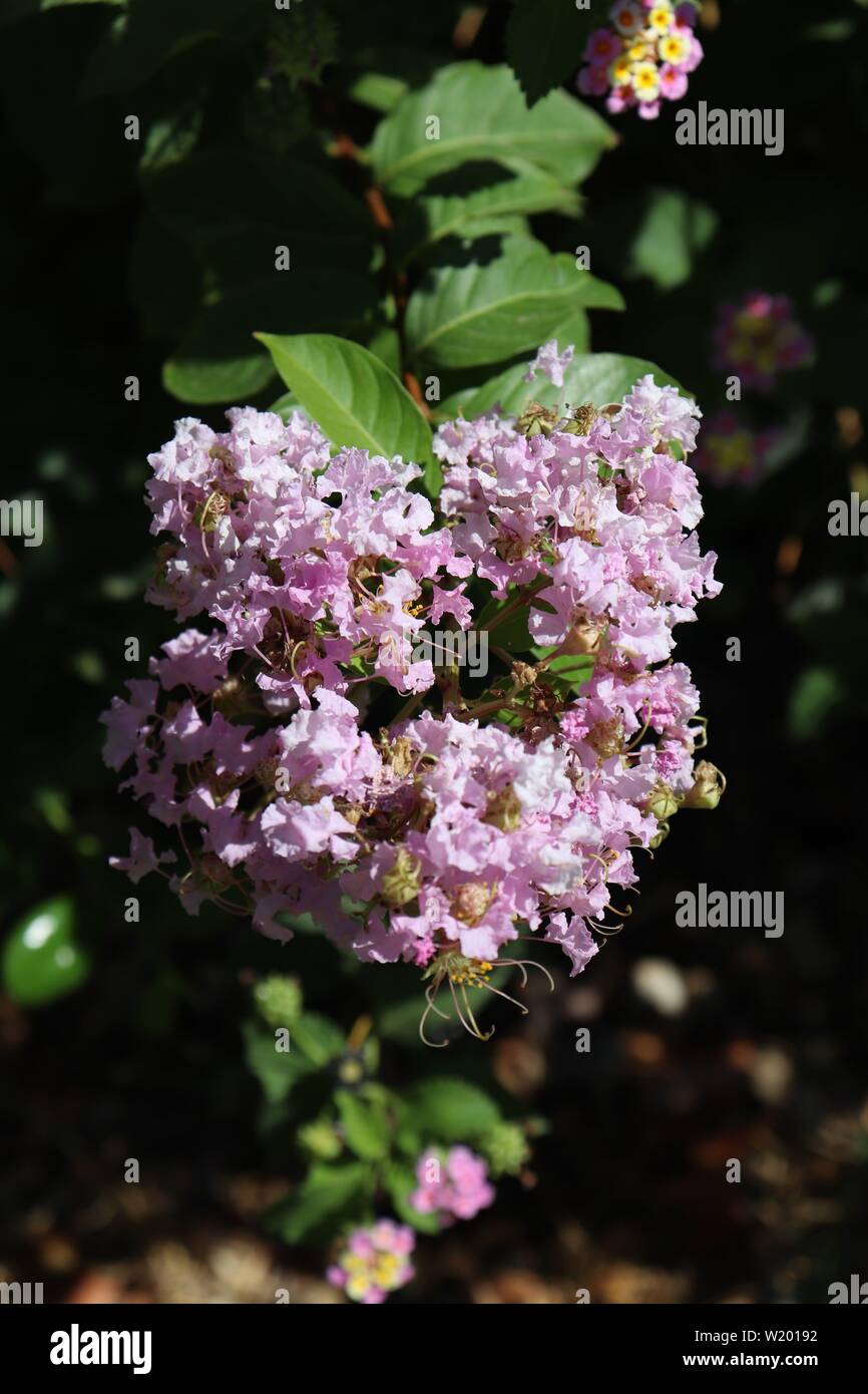 Bluming flowers hi-res stock photography and images - Alamy