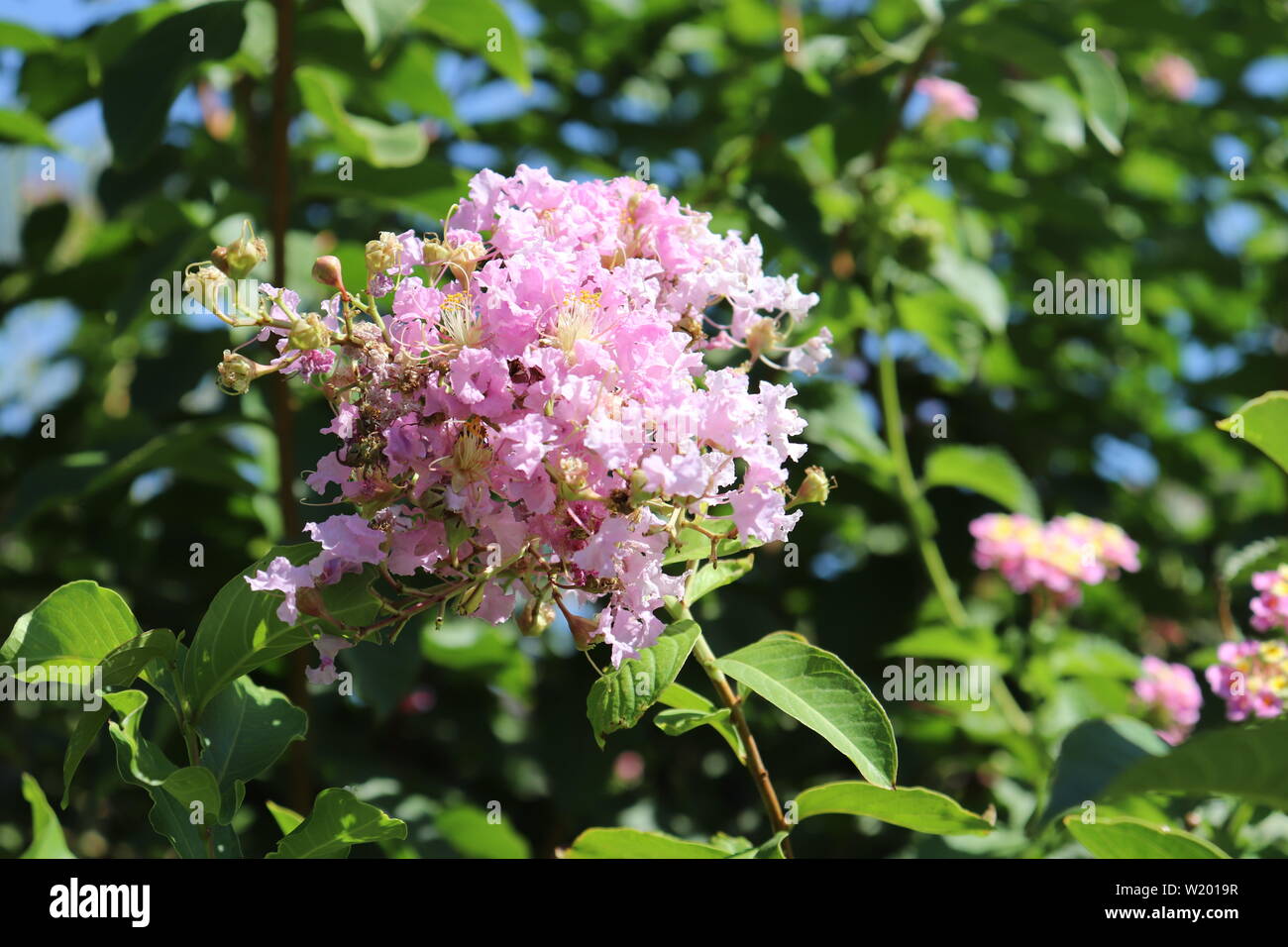 Bluming flowers hi-res stock photography and images - Alamy