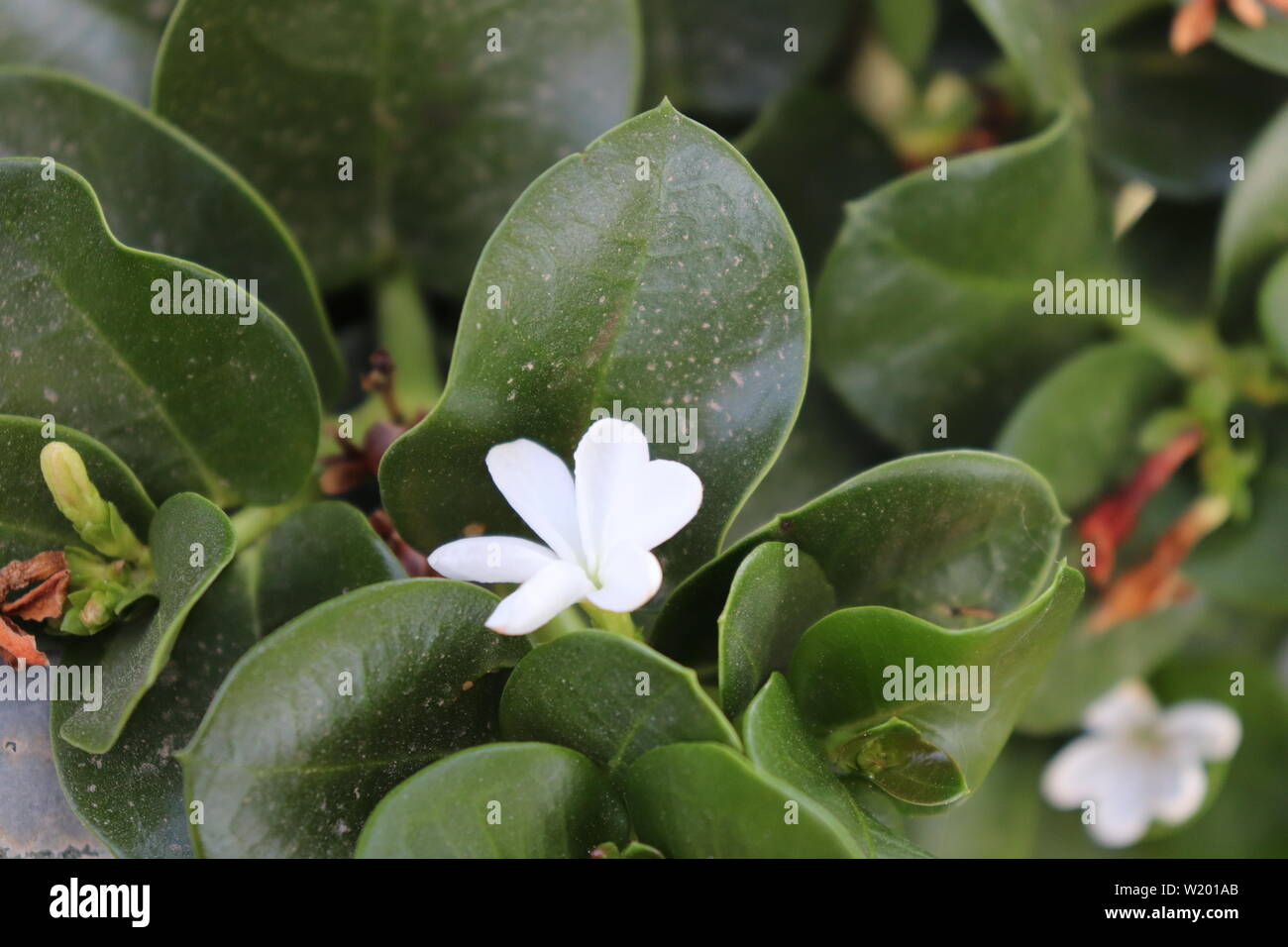 Bluming flowers hi-res stock photography and images - Alamy