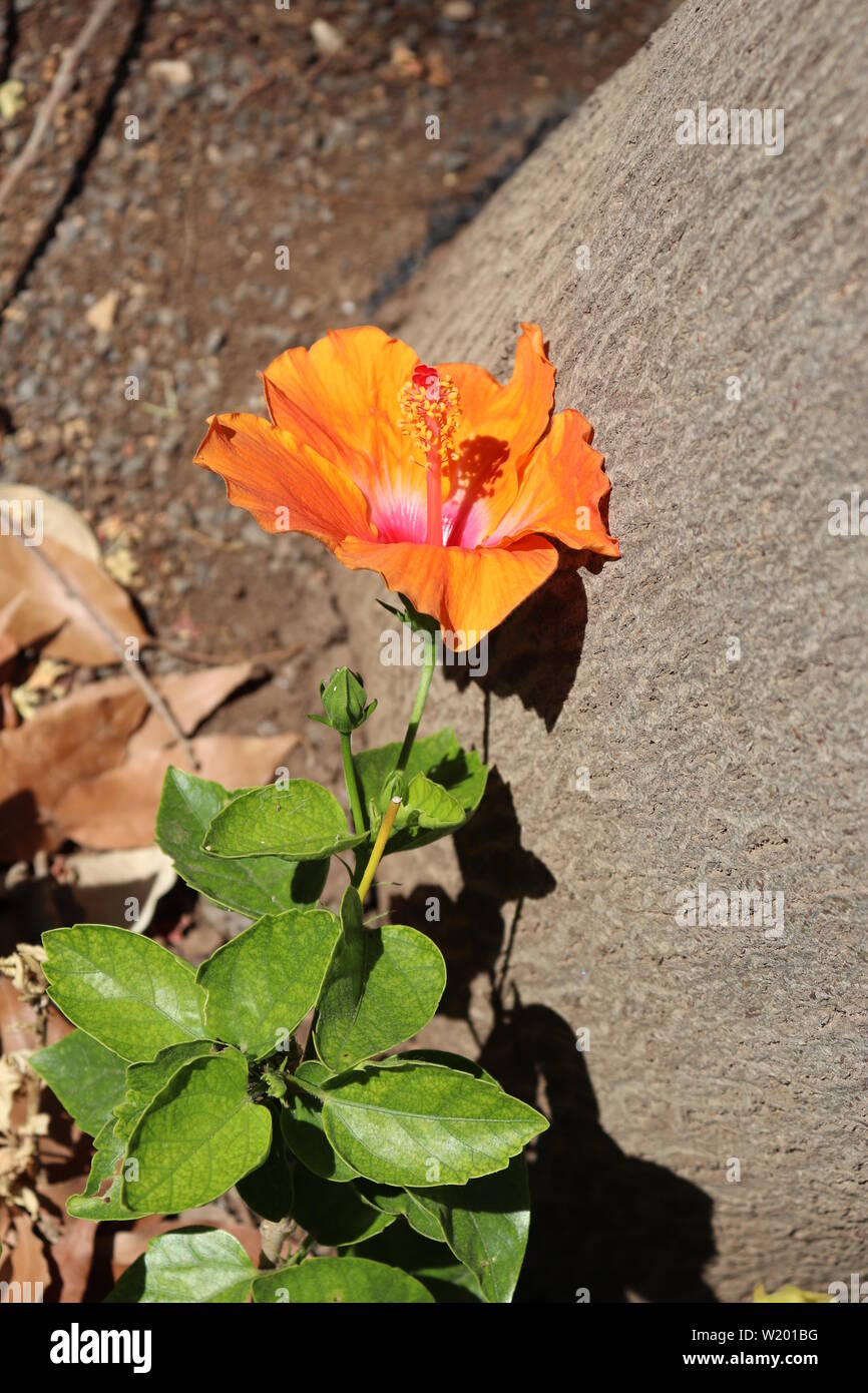 Bluming flowers hi-res stock photography and images - Alamy